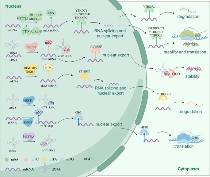 Molecular Cancer | 揭示RNA甲基化如何影响肿瘤免疫：从机制到治疗（综述）_腾讯新闻
