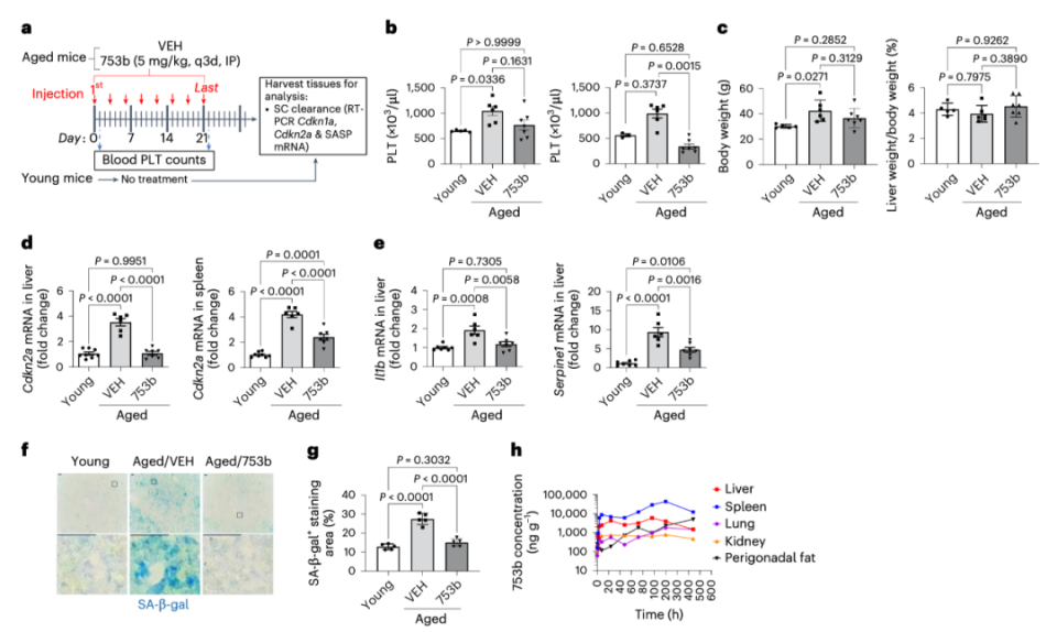 Nature Aging | 衰老细胞清除革命：753b的双重靶向机制与临床前景_腾讯新闻