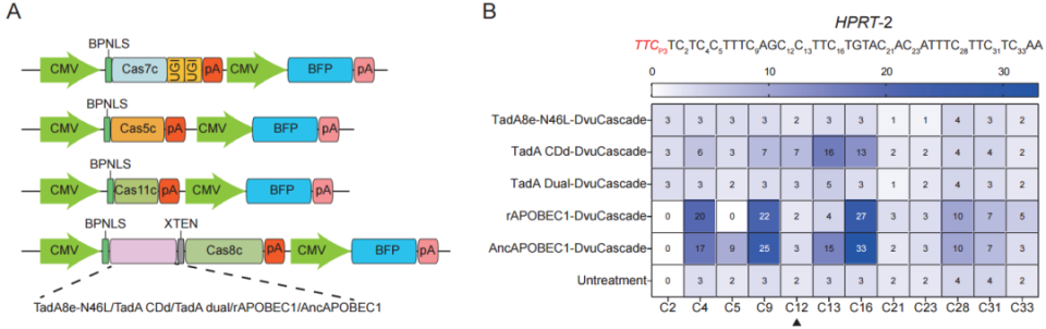 中国农业大学团队优化Dvu I-C系统展现高效多功能基因编辑能力_腾讯新闻