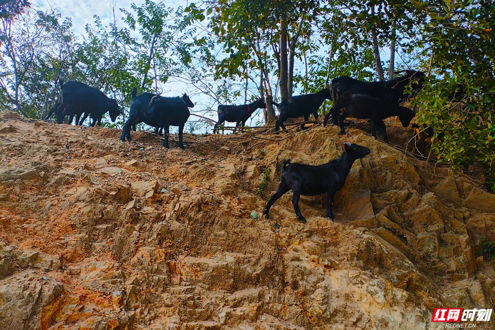 壶天石羊：悬崖上的“黑精灵”跳成亿元大产业_腾讯新闻