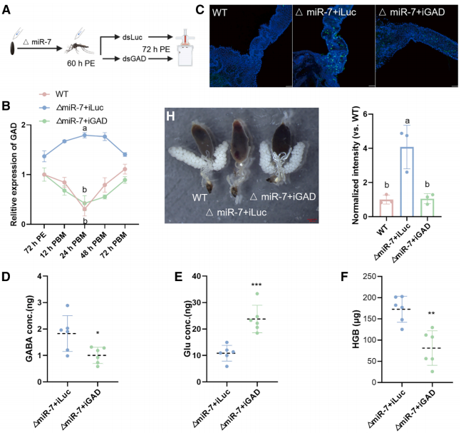 Cell Rep：东南大学揭示miR-7-GABA轴调控埃及伊蚊繁殖全程 | Cell Press论文速递_腾讯新闻