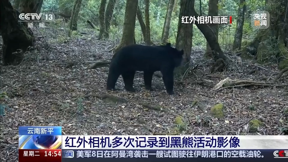 视频丨体态健硕悠闲觅食 哀牢山红外相机记录亚洲黑熊惬意生活_腾讯新闻