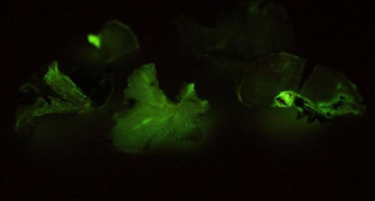 2024合成生物学竞赛常规赛队伍专题之THU-CYSL团队丨真菌发光系统_腾讯新闻