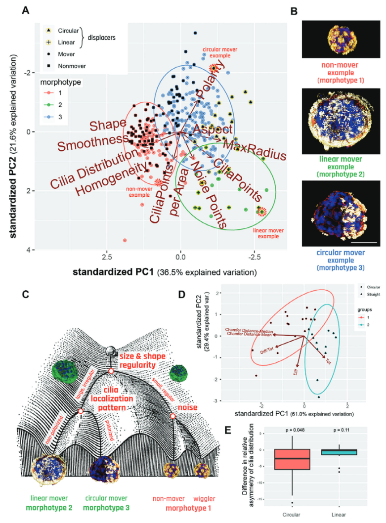 世界首个：由人类细胞制造的生物机器人，可自主运动，还能修复神经创伤_腾讯新闻