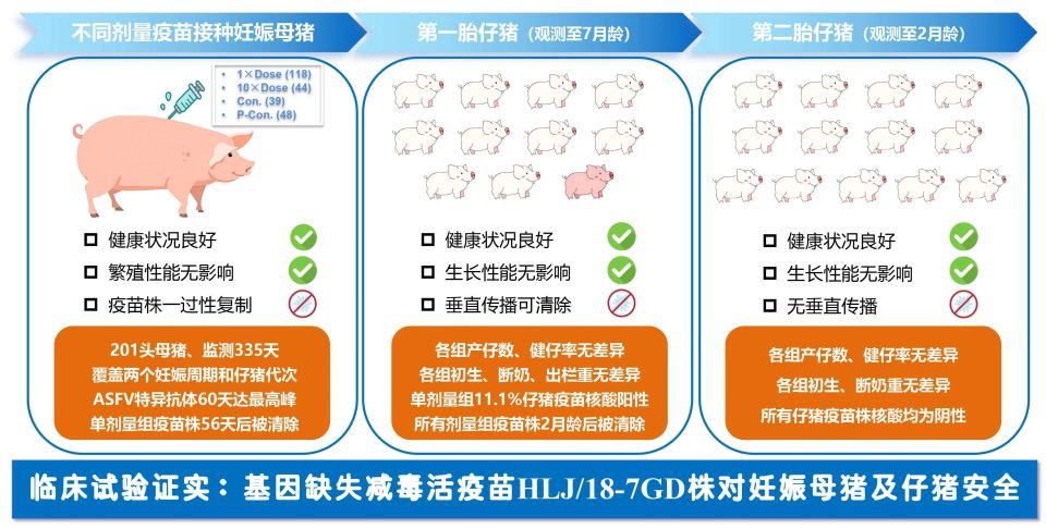 临床试验研究证实，非洲猪瘟基因缺失减毒活疫苗（HLJ/18-7GD株）对妊娠母猪及其仔猪安全_腾讯新闻