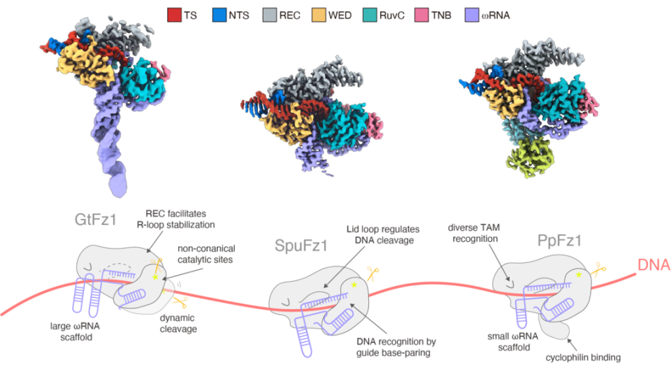 张锋最新Cell论文：揭示真核基因编辑器Fanzor结构多样性和切割机制_腾讯新闻