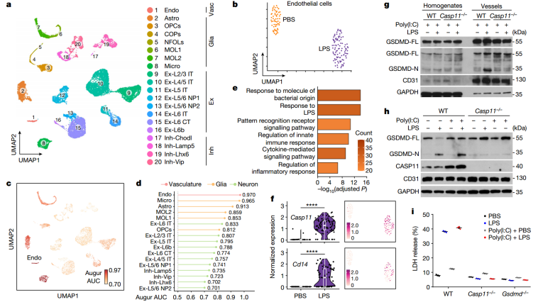 Nature | 邵峰/罗敏敏揭示GSDMD的激活是炎症性血脑屏障破坏的关键分子机制_腾讯新闻