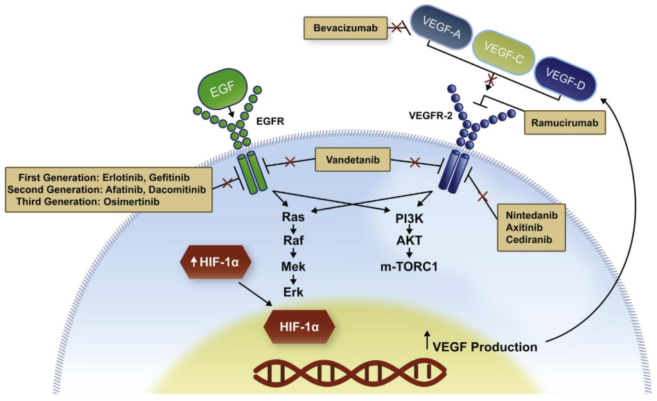 信迪利单抗获批 EGFR-TKI 耐药新适应症，再看免疫治疗 EGFR 坎坷之路_腾讯新闻