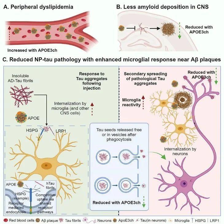 Cell发布12篇年度论文榜单！中国团队研究占据8席_腾讯新闻