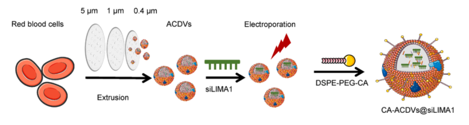 江苏大学发表最新Cell子刊论文_腾讯新闻