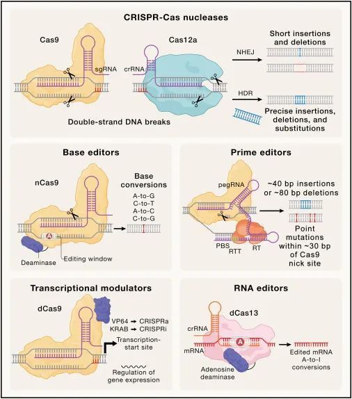 CRISPR技术进化史 | 24年 Cell 综述_腾讯新闻