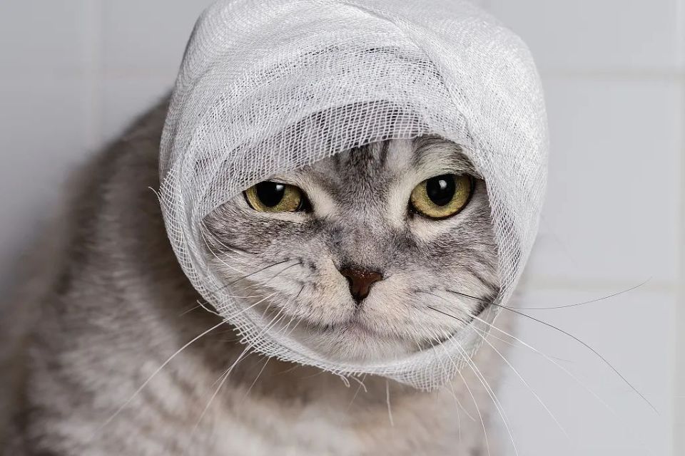 虐杀、曝光个人信息、勒索，还有什么是虐猫群不敢干的？_腾讯新闻