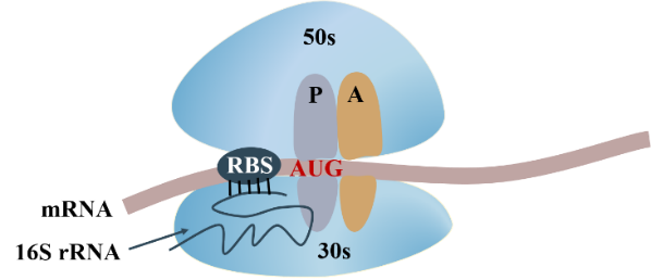 MESB-TJU战队:基于机器学习的枯草芽孢杆菌RBS序列设计与分析丨合成生物学竞赛_腾讯新闻