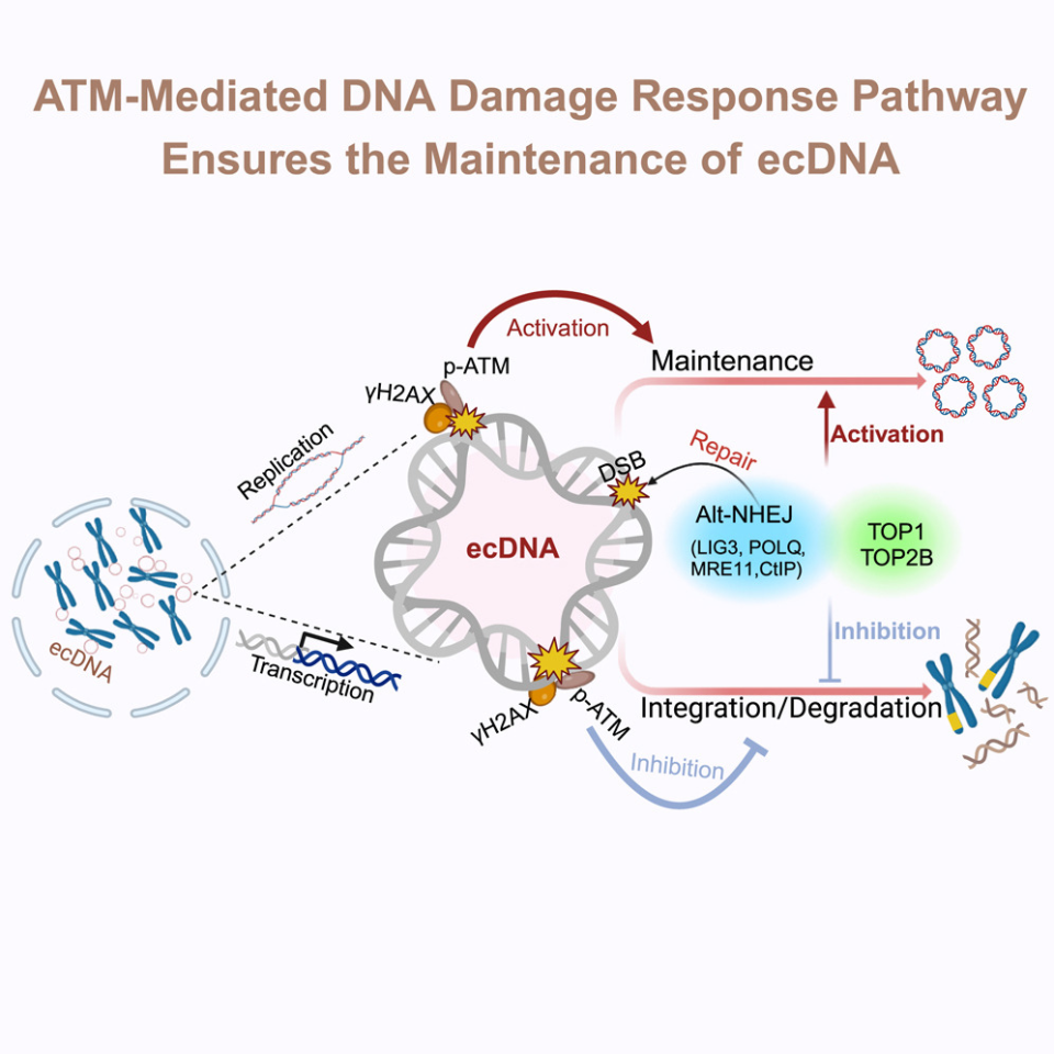青科沙龙第153期 | Cell-ecDNA的复制与维持_腾讯新闻