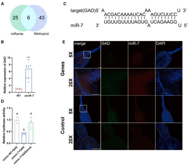 Cell Rep：东南大学揭示miR-7-GABA轴调控埃及伊蚊繁殖全程 | Cell Press论文速递_腾讯新闻