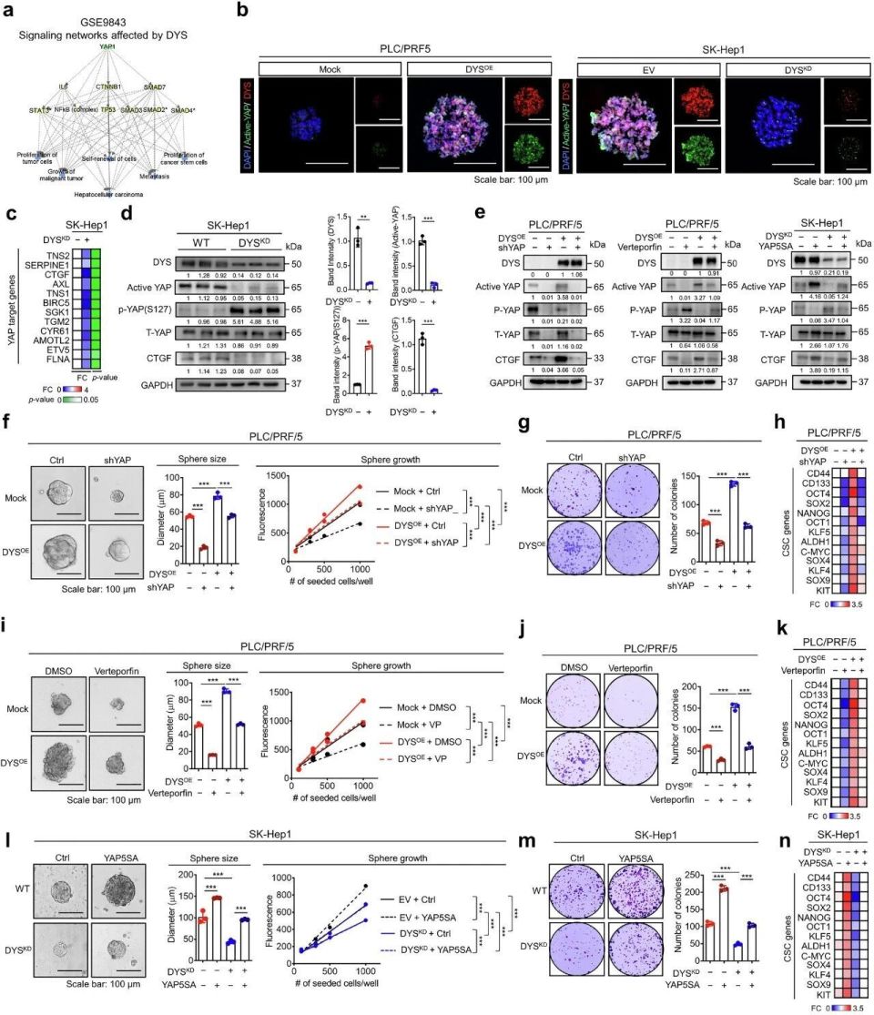 STTT | 研究团队首次系统揭示Dysadherin/YAP轴在肝癌干细胞可塑性及免疫逃逸中的关键作用_腾讯新闻