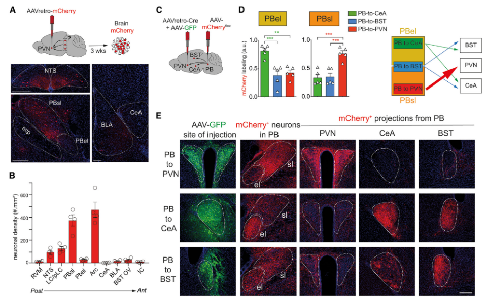 Neuron：外周炎症，大脑及时响应！科学家揭示调控伤害性全身炎症反应的神经环路_腾讯新闻