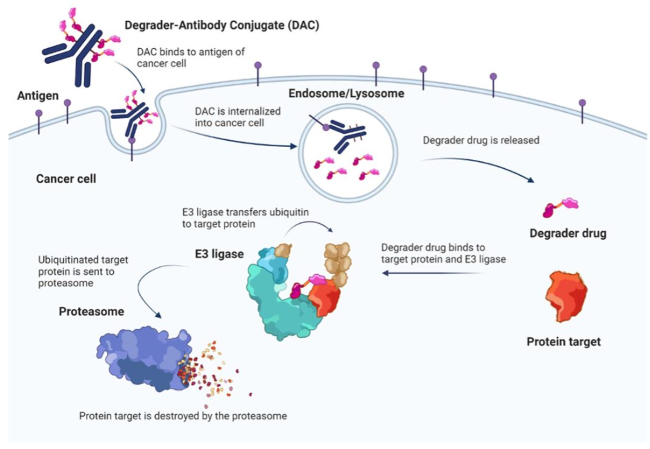 速递 | 将靶向蛋白降解与ADC结合！Seagen达成逾34亿美元战略合作_腾讯新闻