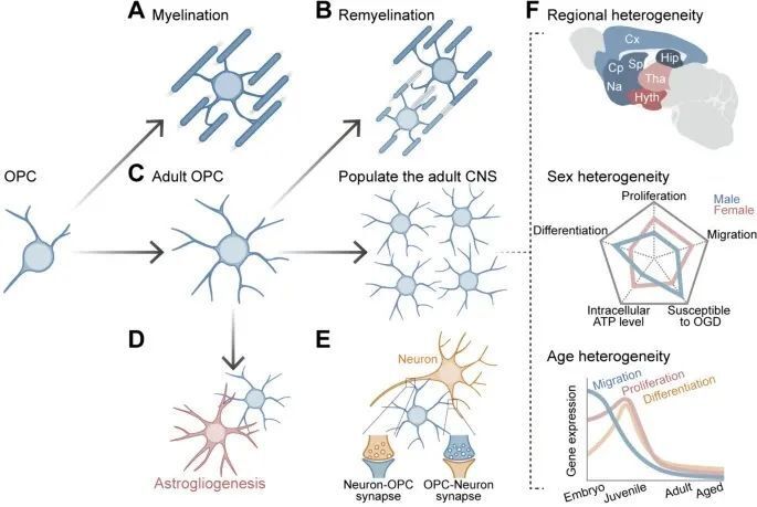 Neurosci Bull最新丨牛建钦教授、易陈菊研究员：中枢神经系统少突胶质前体细胞的新认识_腾讯新闻