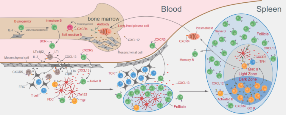 在免疫系统人源化小鼠体内重建人体液免疫 | SCLS综述_腾讯新闻