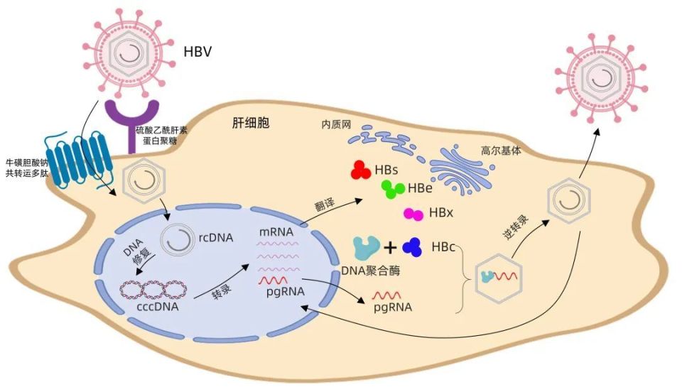 深度综述｜免疫检查点对慢性HBV感染者自然杀伤细胞功能的影响_腾讯新闻