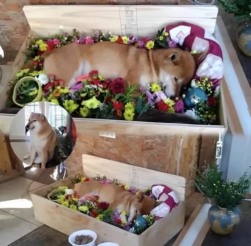 好狗狗上天堂：为永生的Cheems办一场葬礼_腾讯新闻