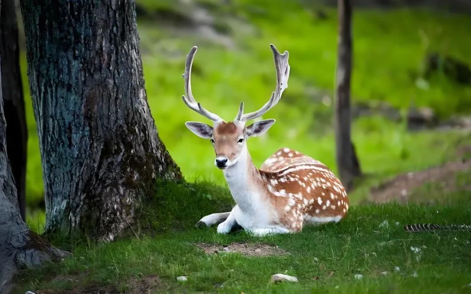 古人说“逐鹿中原”，为什么偏偏是鹿呢？代表了什么？_腾讯新闻