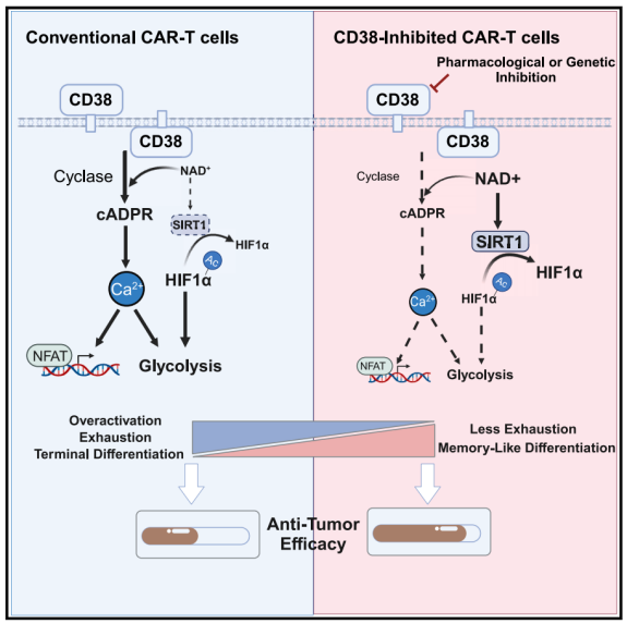 Cell Rep Med | 浙江大学黄河/钱鹏旭/胡永仙发现增强CAR-T细胞免疫治疗效果的新策略_腾讯新闻