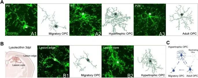 Neurosci Bull最新丨牛建钦教授、易陈菊研究员：中枢神经系统少突胶质前体细胞的新认识_腾讯新闻