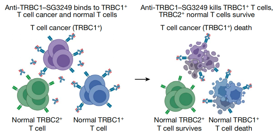 Nature重磅：超越CAR-T，新型ADC药物有望治愈T细胞癌_腾讯新闻
