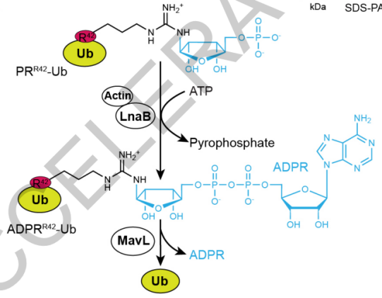Nature | 浙江大学朱永群、周艳及北京大学刘小云等团队揭示调控宿主蛋白磷酸化的新机制_腾讯新闻