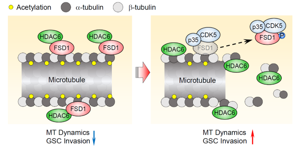 满江红/李爱玲/李昉晔课题组解析微管去乙酰化在胶质母细胞瘤浸润性生长中的关键作用_腾讯新闻