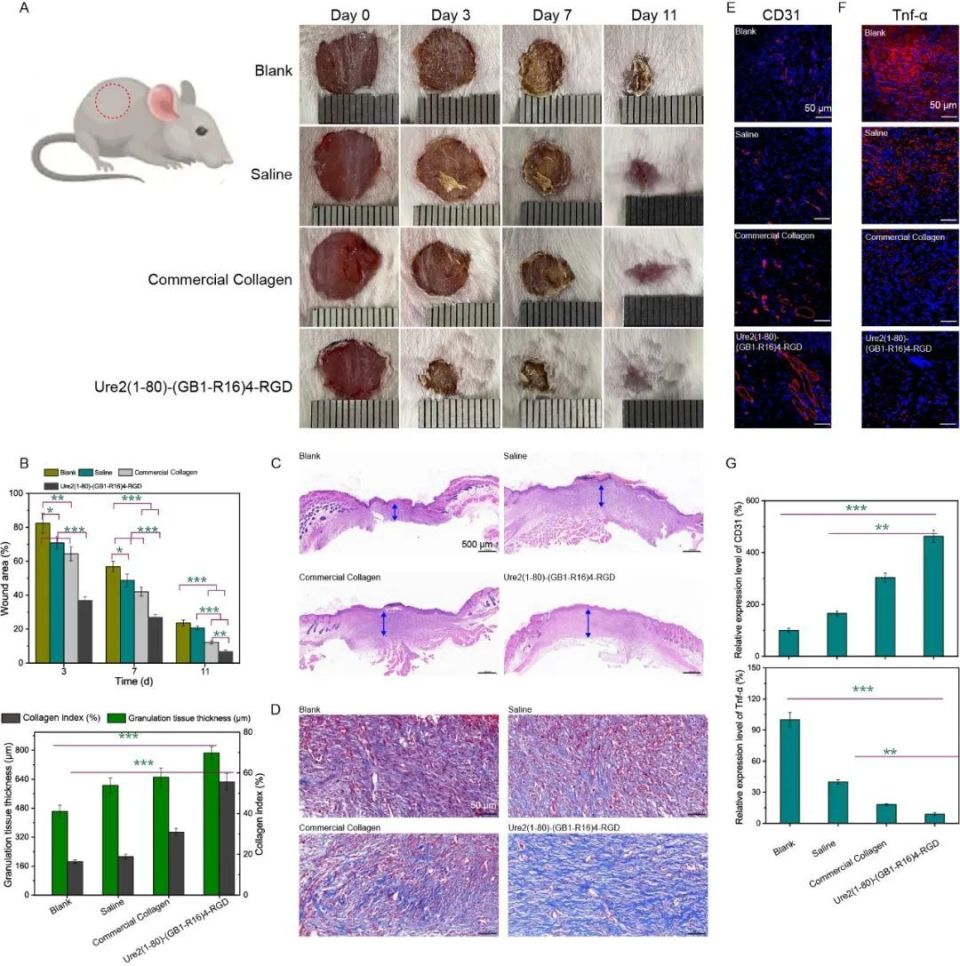 江南大学吴俊俊教授团队AM: 超强细胞修复蛋白——超分子弹性蛋白的合成生物学设计与制造_腾讯新闻