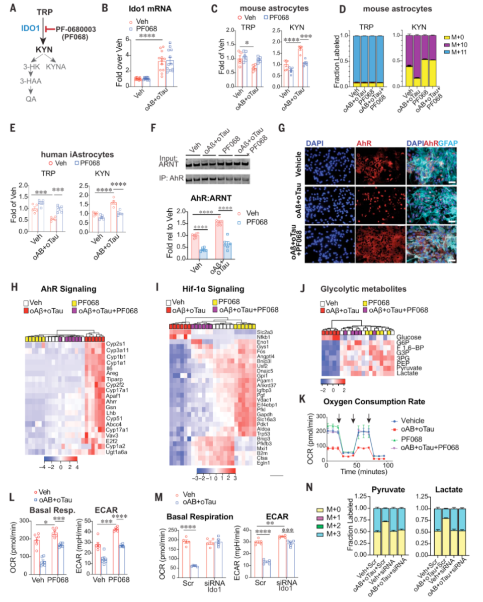 Science丨重启阿尔茨海默病患者大脑的“能源引擎”：IDO1抑制剂_腾讯新闻