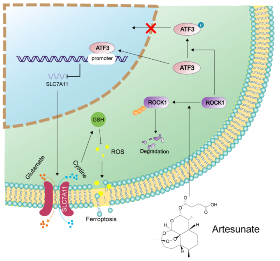 青蒿琥酯：一种通过调控ROCK1/ATF3轴缓解肝纤维化的铁死亡诱导剂_腾讯新闻