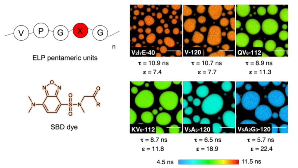 Nature子刊：西湖大学张鑫团队首次揭示无膜细胞器分层奥秘_腾讯新闻