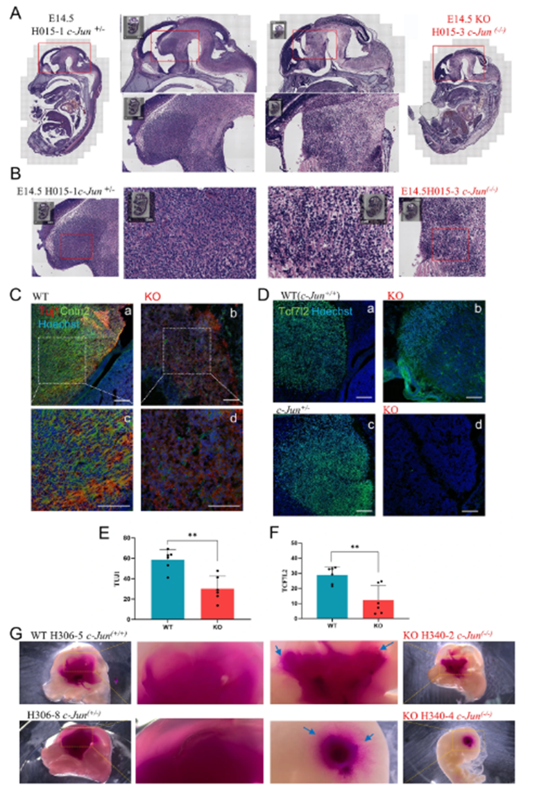 丘脑发育的“指挥官”与神经科学新突破！Cell Biosci｜类器官揭示c-JUN基因奥秘_腾讯新闻