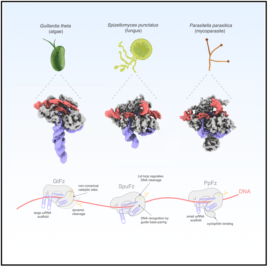 Cell：张锋团队揭示首个真核基因编辑系统Fanzor的结构多样性和DNA切割机制_腾讯新闻