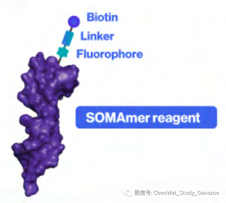 【陈巍学基因】视频：Somalogic 的高通量蛋白质组检测_腾讯新闻