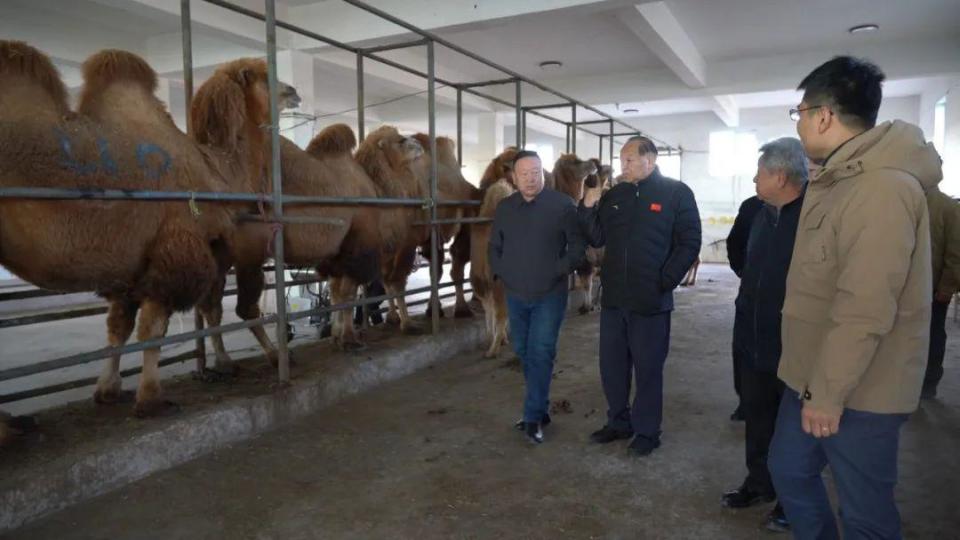 全新启航！阿拉善驼奶产业发展再添浓重一笔_腾讯新闻