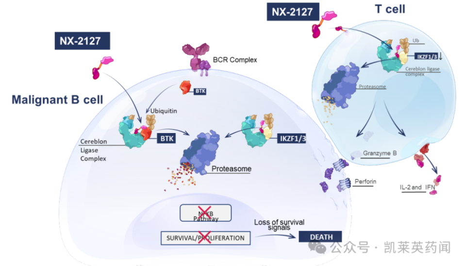 明星蛋白降解公司Nurix：2024年研发筹码有望向NX-5948倾斜，以全力跻身Protac临床2期梯队！_腾讯新闻