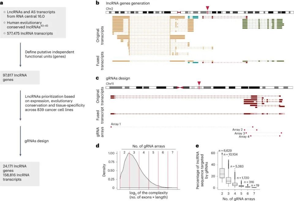 Nature Methods | 革命性的CRISPR-CasRx筛选平台：开启癌症基因组新篇章_腾讯新闻