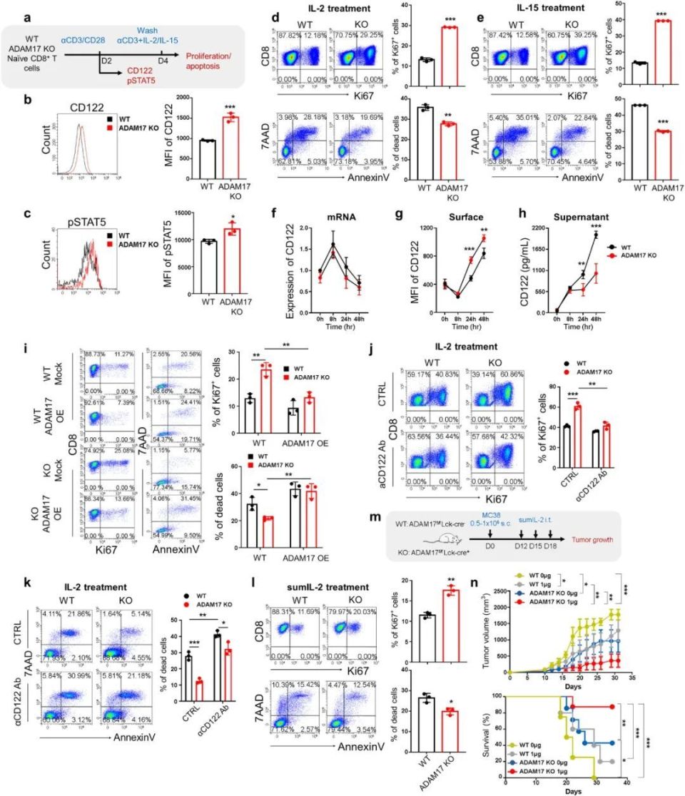 STTT：西安交大等团队揭示影响CD8+T细胞效应分化和抗癌功能的新机制！_腾讯新闻