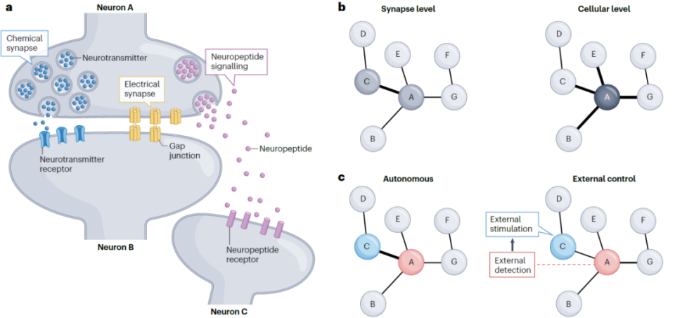 【Nature Reviews Neuroscience】最新综述之解锁神经环路奥秘—突触工程的“初露锋芒”_腾讯新闻