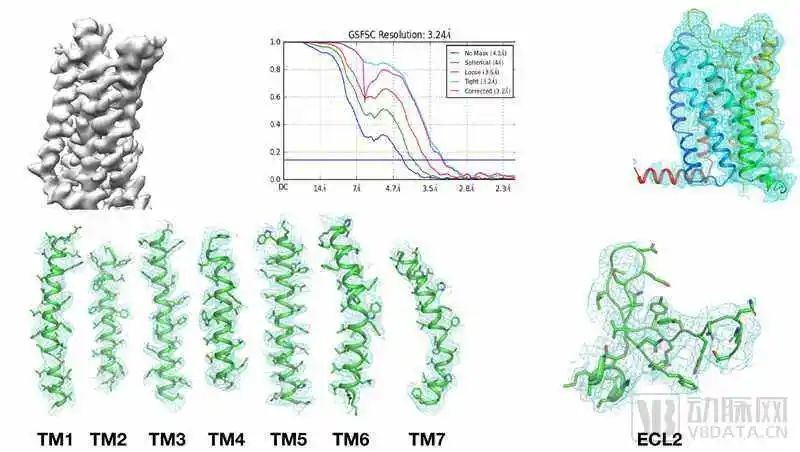 膜蛋白靶向药开发迎来全新时代，沃臻生物自研突破性MegaR技术已成功解析CCR8和GPRC5D！_腾讯新闻