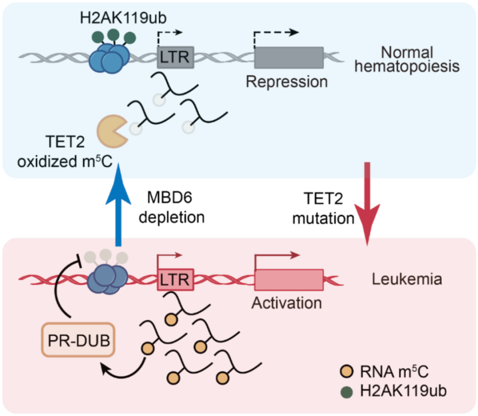 Nature：何川/徐明江团队阐明TET2酶通过氧化RNA m5C调控染色质状态和白血病发生_腾讯新闻
