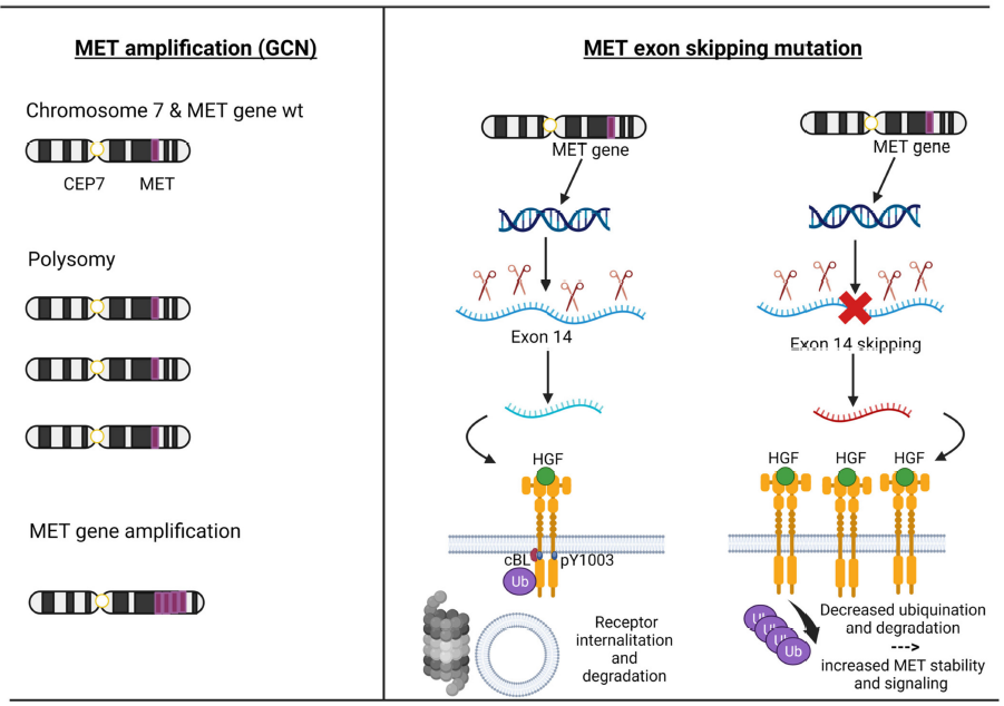 MET 的前世今生：从 MET 靶点的发现到当前治疗发展_腾讯新闻