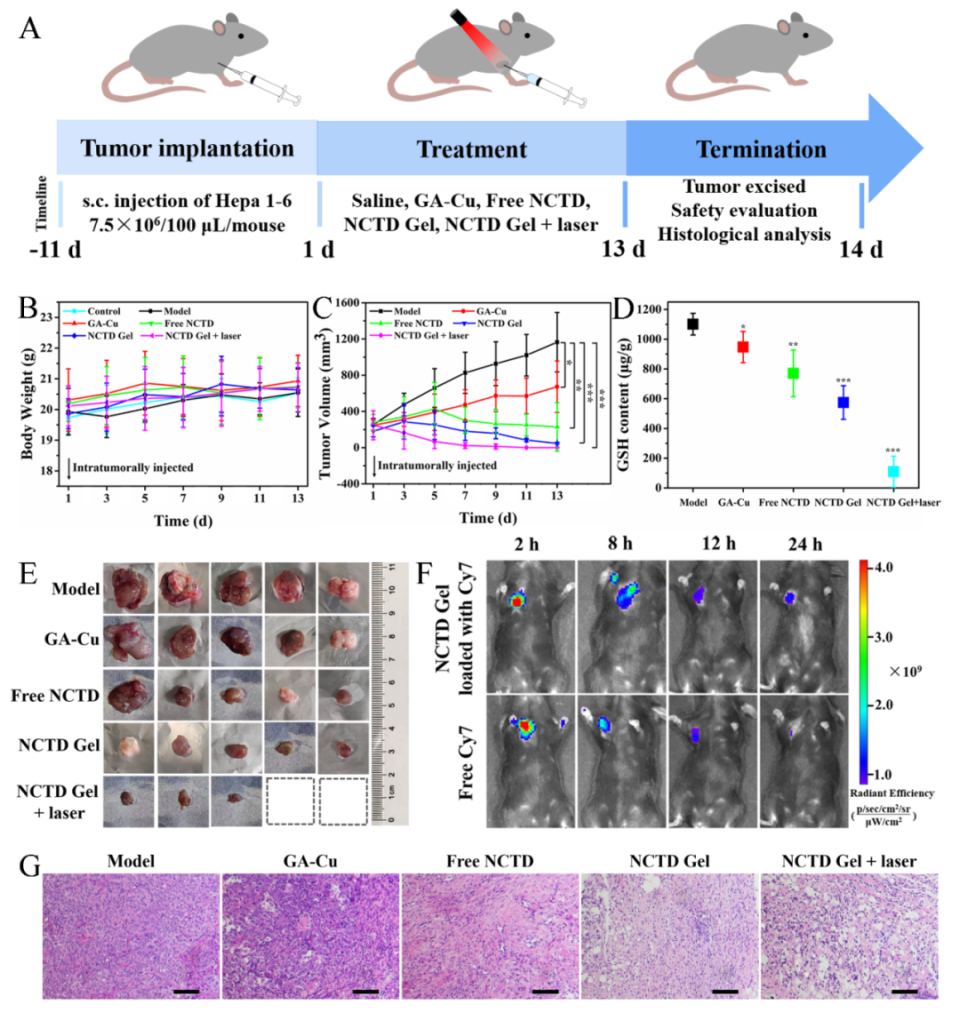 《Bioact. Mater.》北京中医药大学王鹏龙：天然小分子无载体可注射水凝胶实现激光介导的光-类芬顿抗肿瘤治疗_腾讯新闻