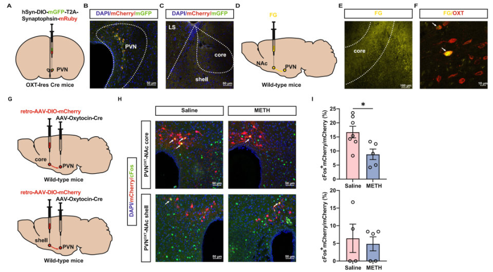 【Nat Commun】适可而止！上海精卫中心院长赵敏课题组最新文章揭示PVN催产素缓解METH成瘾的神经机制_腾讯新闻