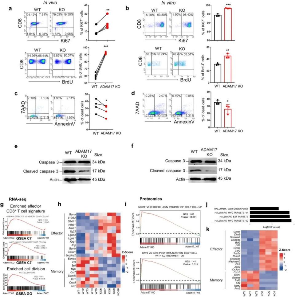 STTT：西安交大等团队揭示影响CD8+T细胞效应分化和抗癌功能的新机制！_腾讯新闻